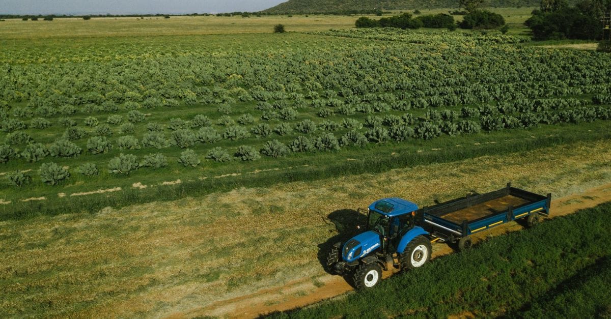 Cactus to Baseload Power: OPUS Cactus Energy Model | Startup.Africa